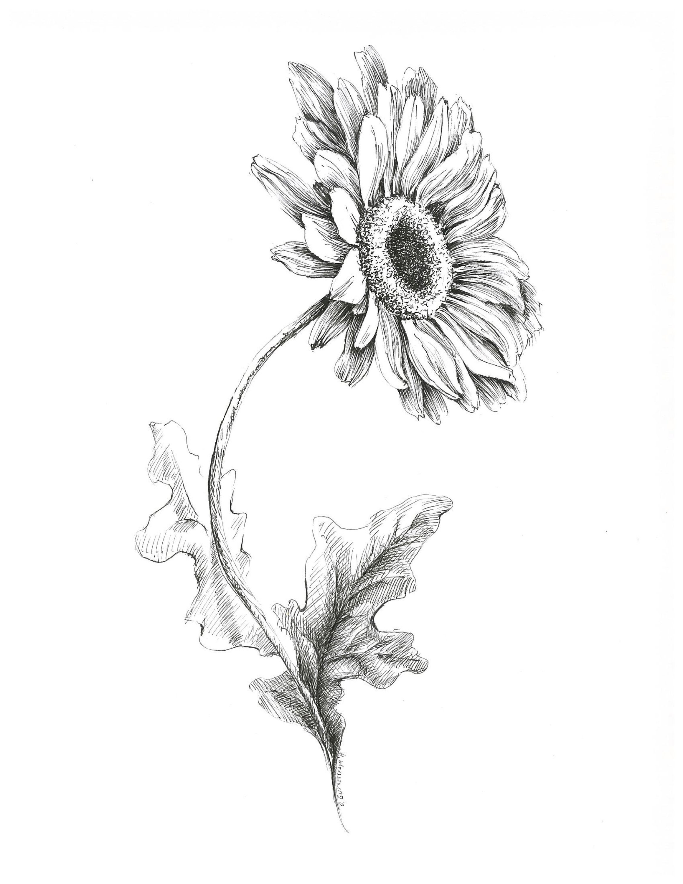 Gerbera Art Print, Gerbera Flower, Gerbera Plant, Garden Flowers ...