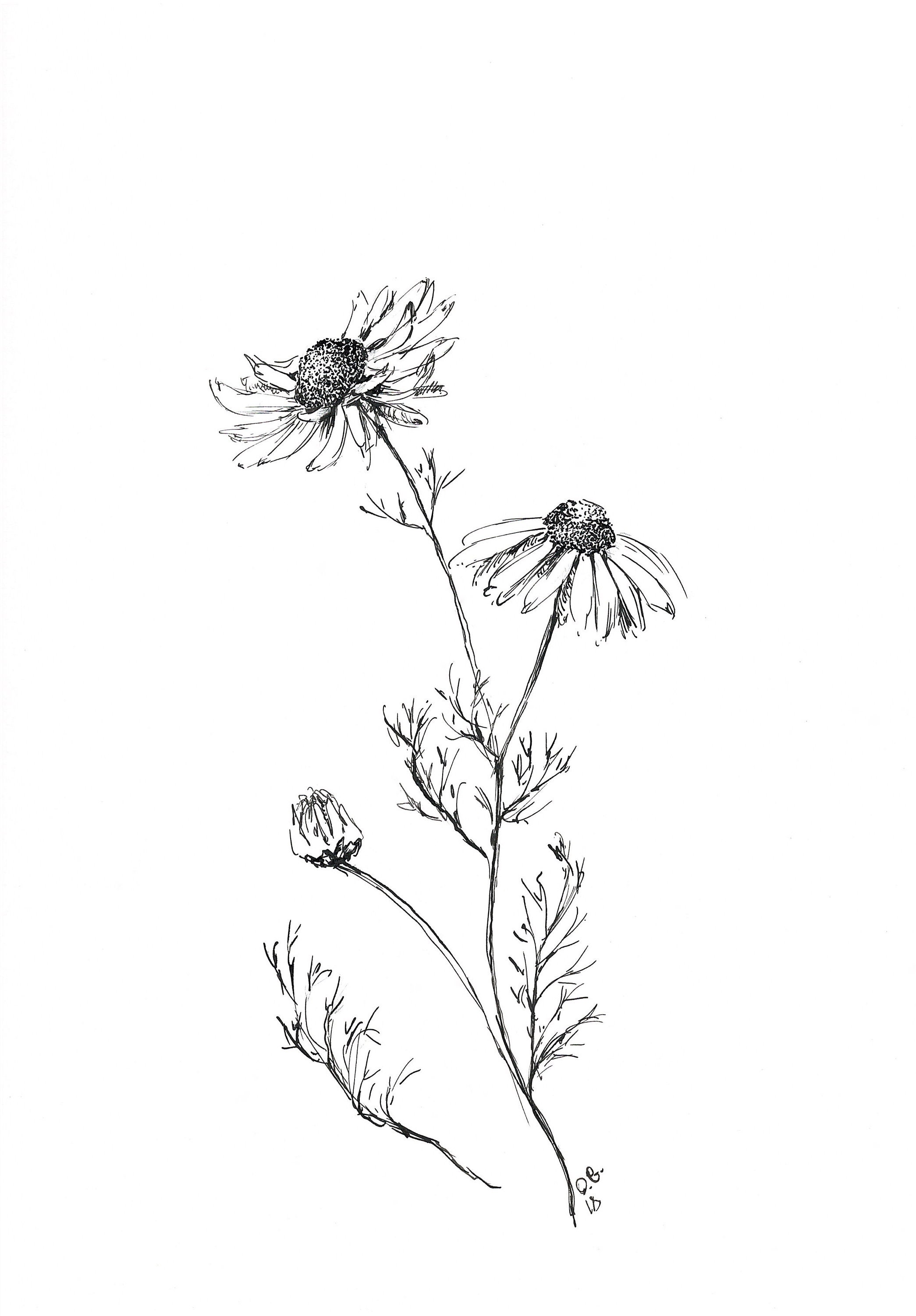 Chamomile Print, Daisy Art Print, Chamomile Drawing, Daisy Drawing ...
