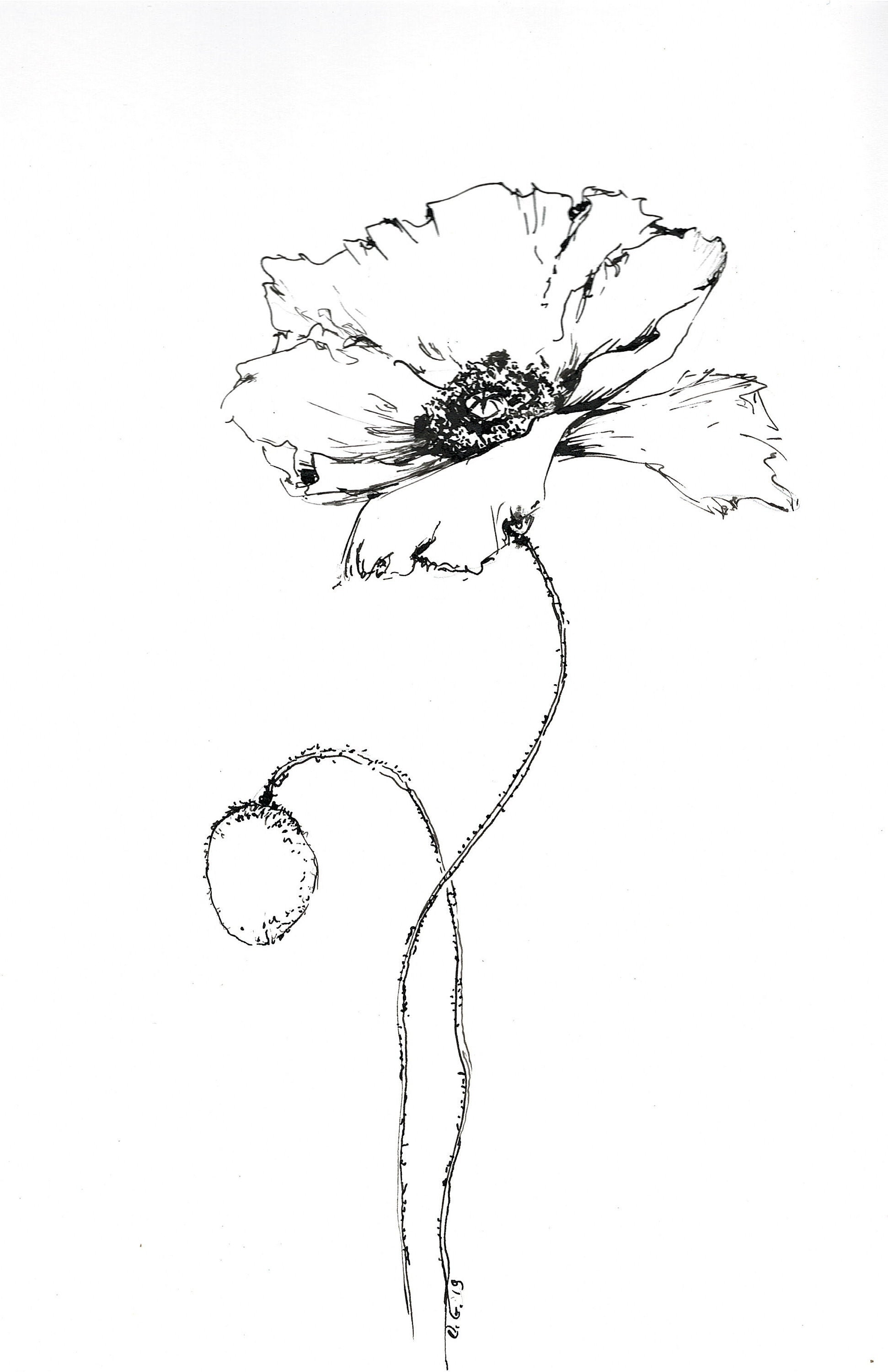 Drawing of Poppy, Poppy Flower, Prints of Poppy, Poppy Decoration, Ink ...