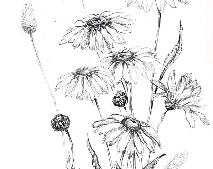 Daisy Art Prints, Drawings of Daisy, Wild Flower Art, Wildflower Daisy ...