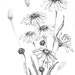 Daisy Art Prints, Drawings of Daisy, Wild Flower Art, Wildflower Daisy ...