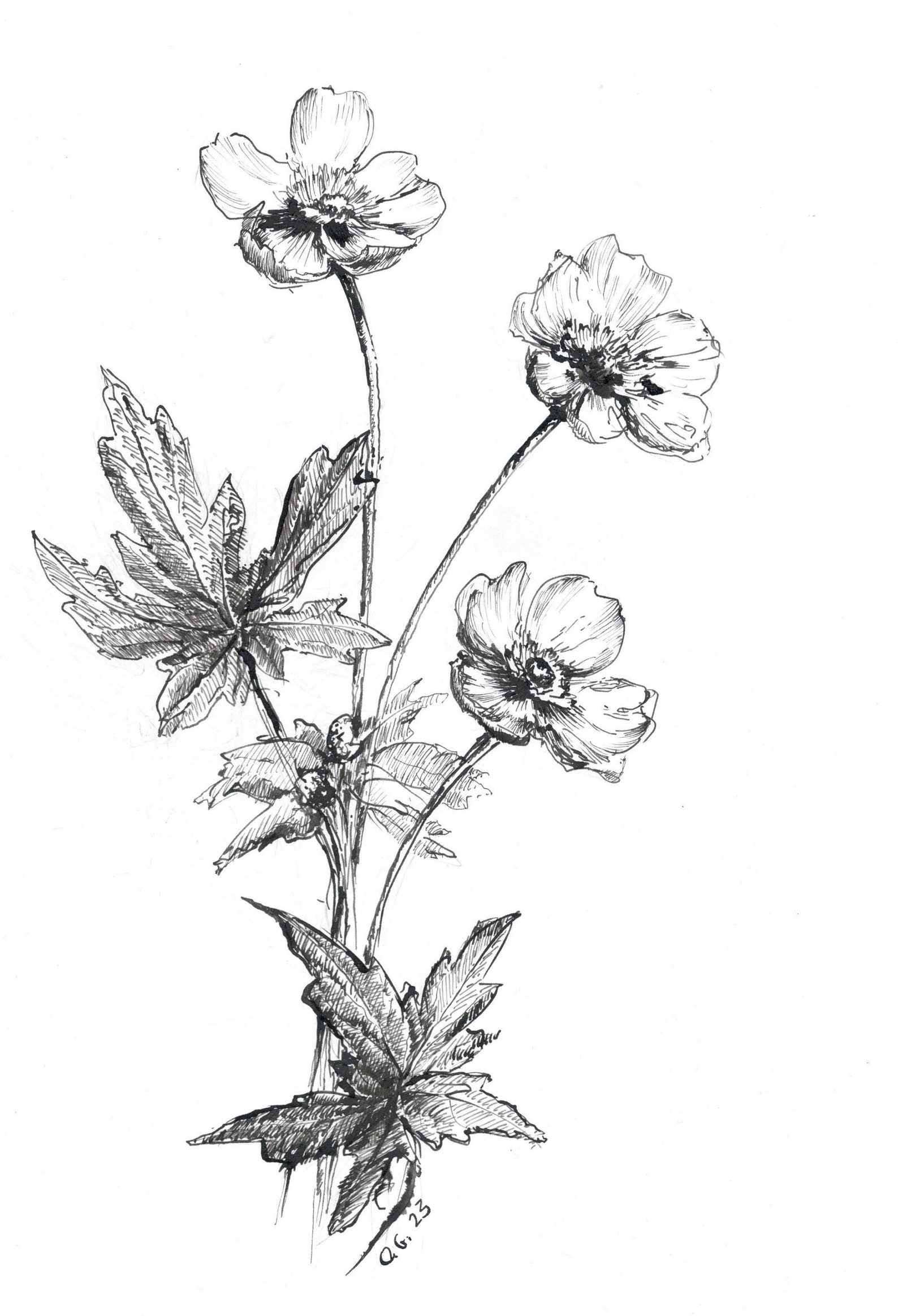 Buttercup Flower, Buttercup Sketch, Pen and Ink, Original Sketches ...