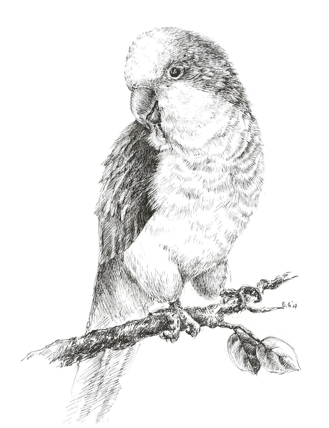 Quaker Art Print, Quaker Parrot Bird, Bird Drawing, Bird Sketch Artwork ...