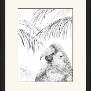 Pen and Ink Birds, Large Parrot Drawing, Black and White Art, Tropical ...
