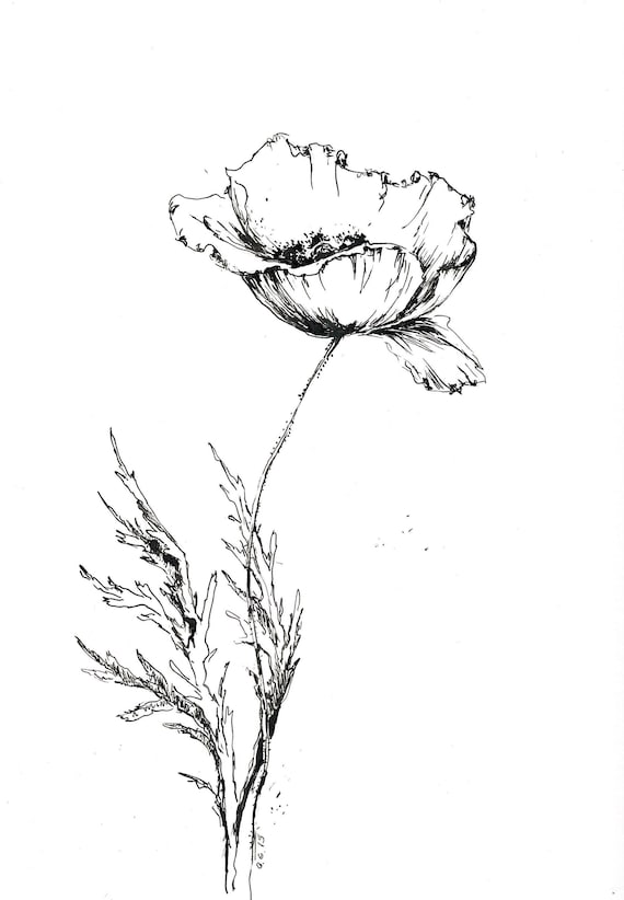 Ink Sketch of Poppy Flower Art Work Ink Sketchart Poppy - Etsy