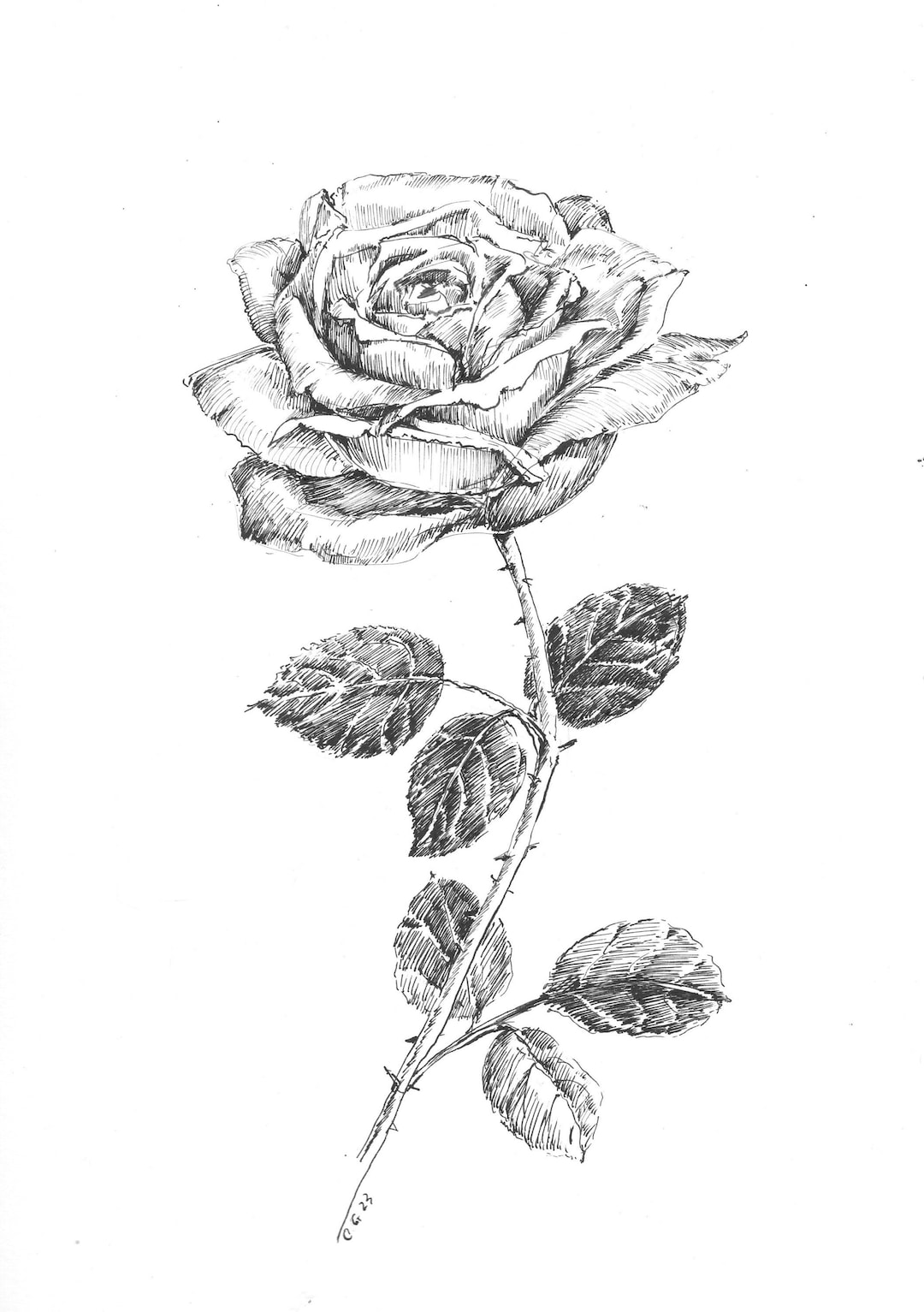 Rose Sketch, Rose Artwork, Original Artwork, Not a Print, One of a Kind ...