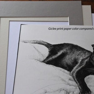 Quaker Art Print, Quaker Parrot Bird, Bird Drawing, Bird Sketch Artwork ...