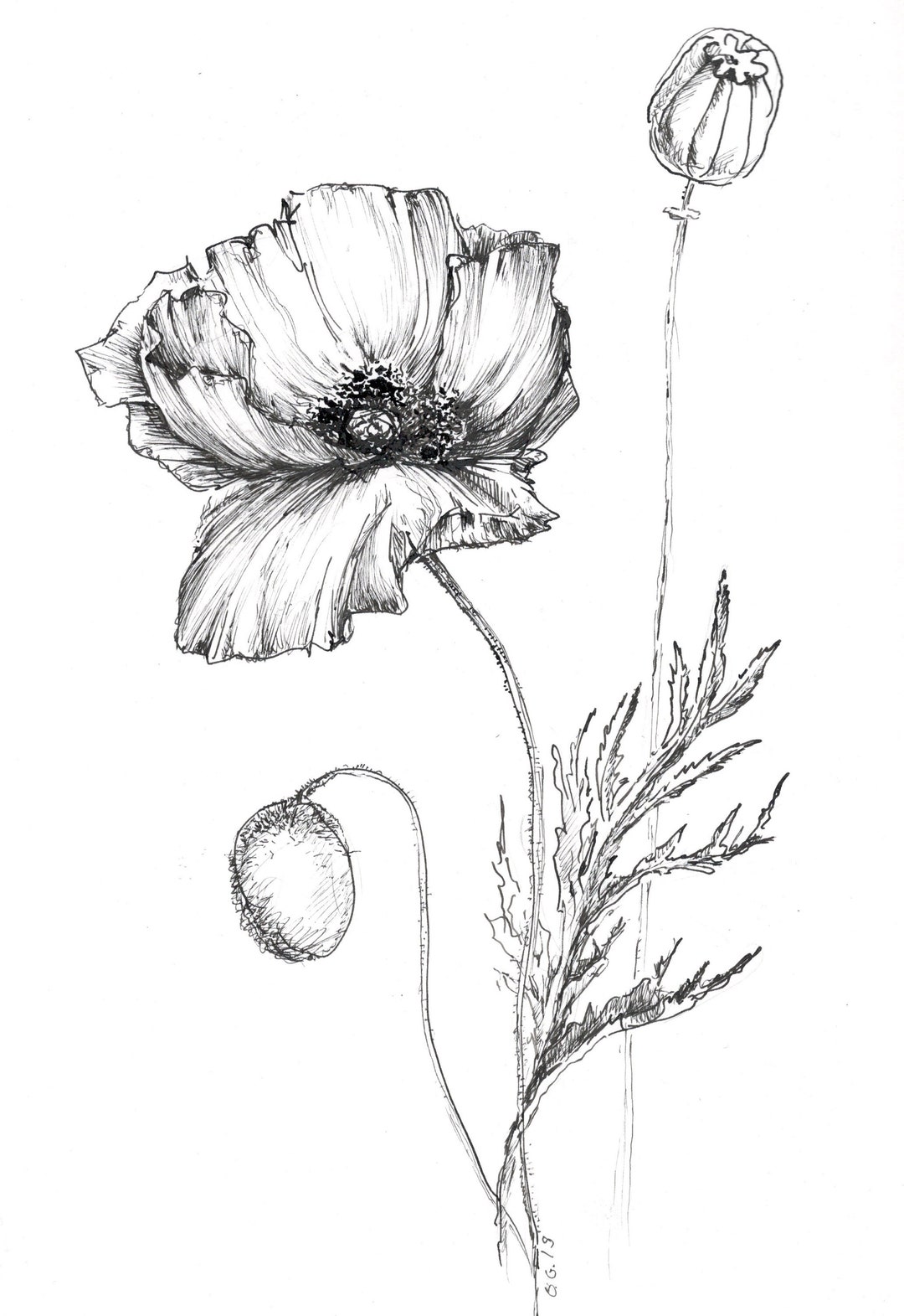 Poppy Flower Art, Original Sketch, Poppy Sketch Work, Poppy Drawing ...