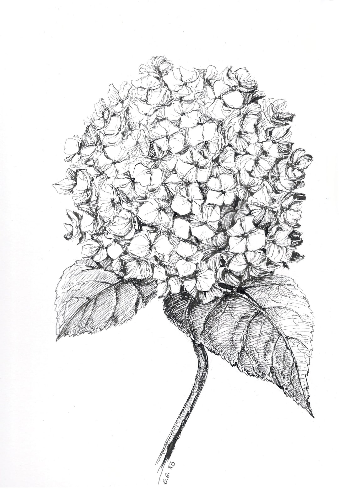 Hydrangea Sketch Original Sketch Pen And Ink Sketch Black And White