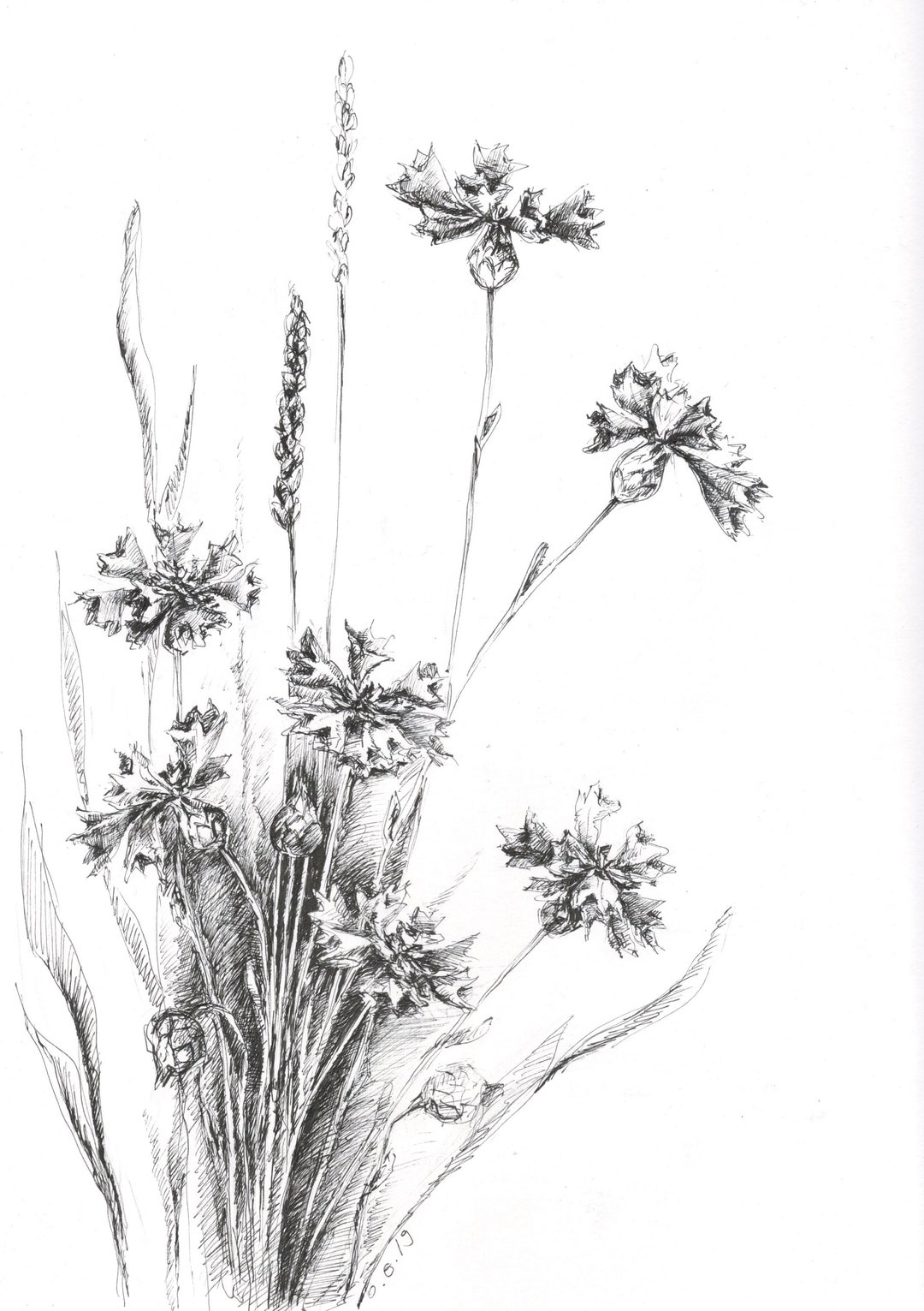 Wildflower Sketch Art, Wild Flower Art, Cornflower Flower, Cornflower ...