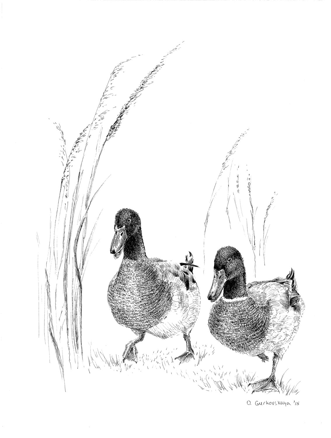 Duck Art Print Pen Ink Landscape Water Bird Drawing Duck - Etsy