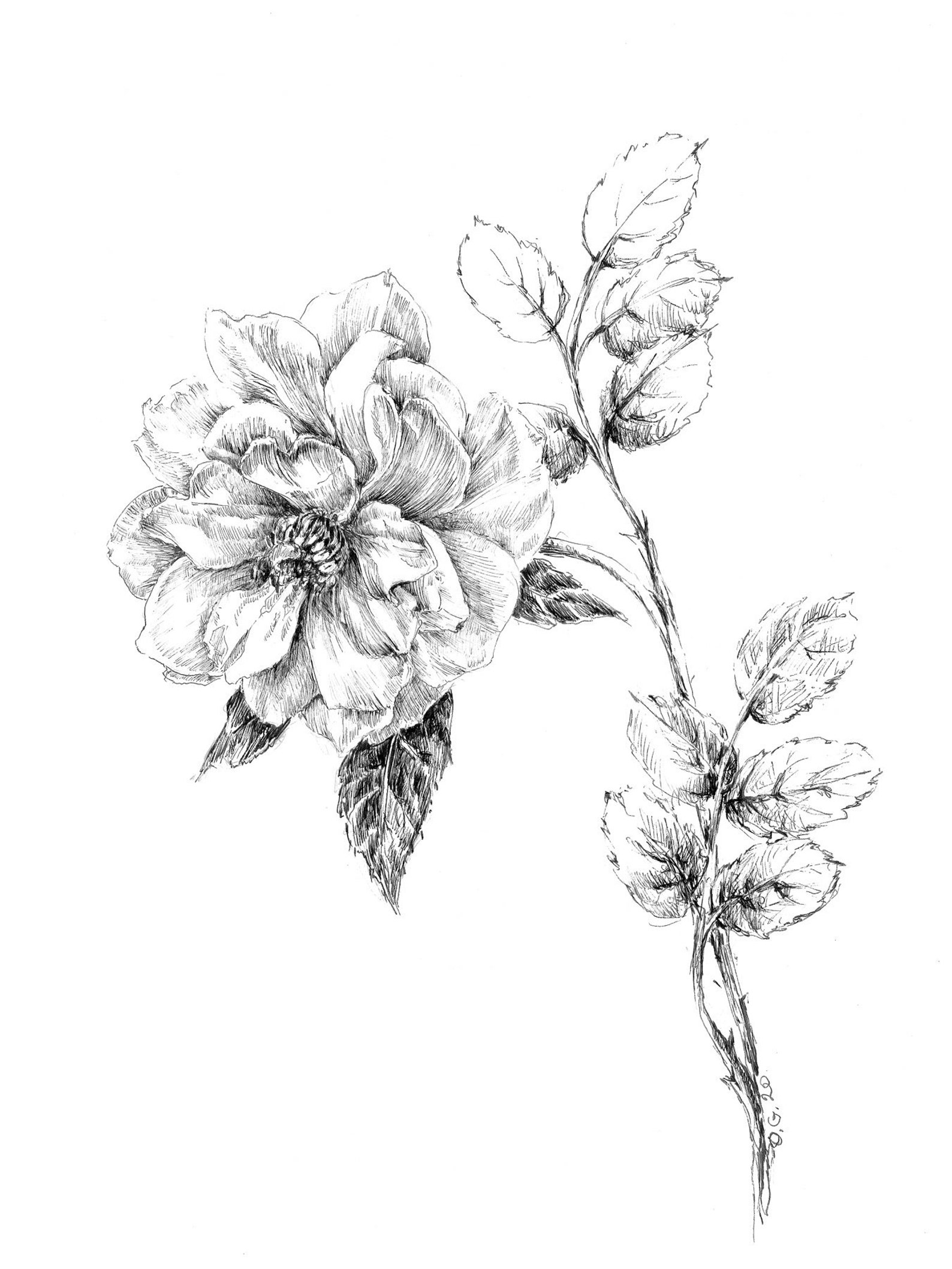 White Rose Art, Rose Pen Drawing, Flower Artwork, Pen Art Rose, Rose ...