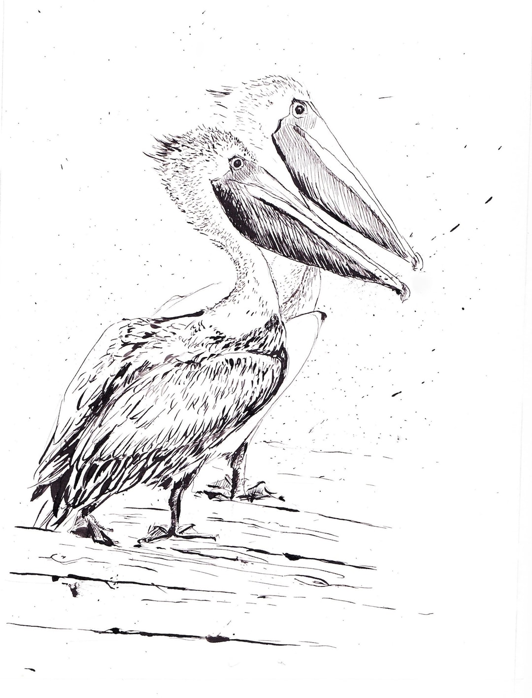 Pelican Print, Pen and Ink Art, Pelican Sketch, Coastal Decor, Marine ...