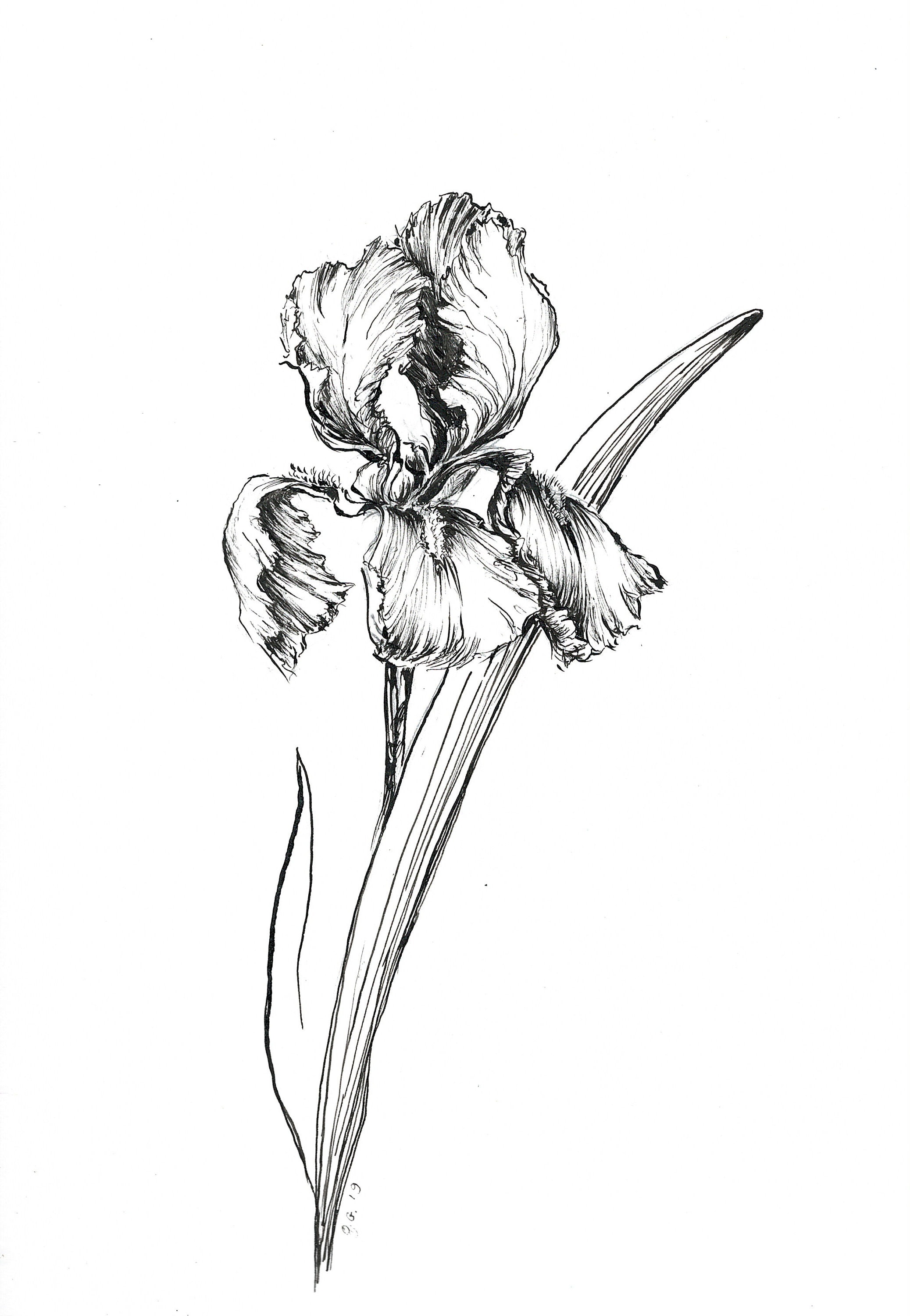 Iris Illustration