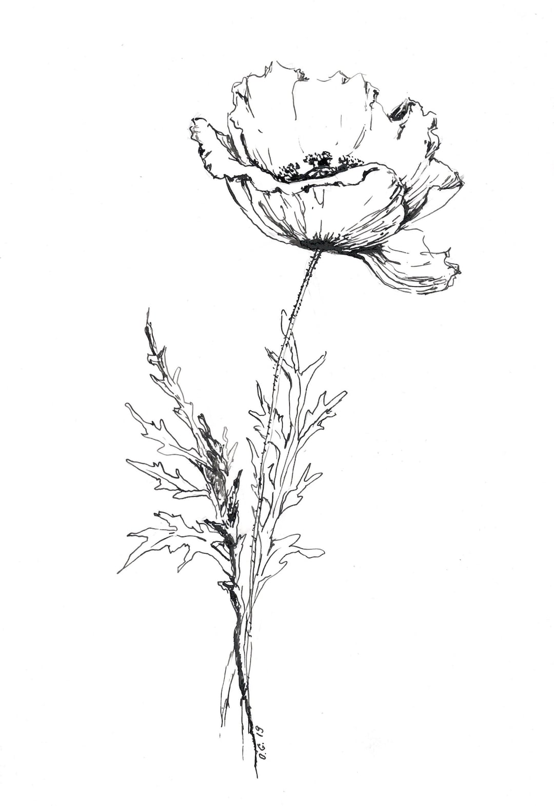 Poppy in Ink, Poppy Tattoo, Poppy Sketch, Drawing of Poppy, Black and ...
