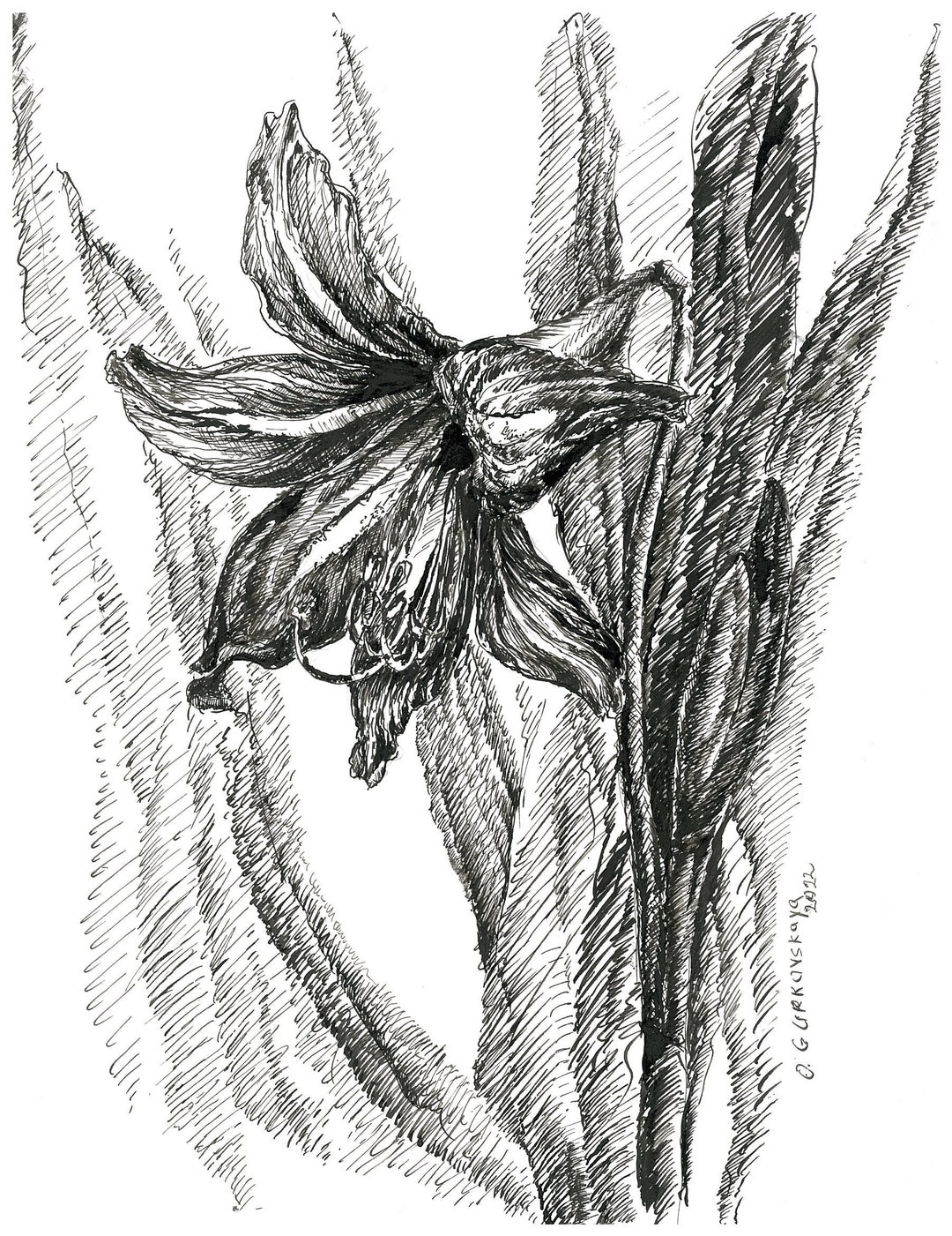 Lily Pen Sketch, Lily Flower Decor, Lily Artwork, Lily Hand Drawn ...