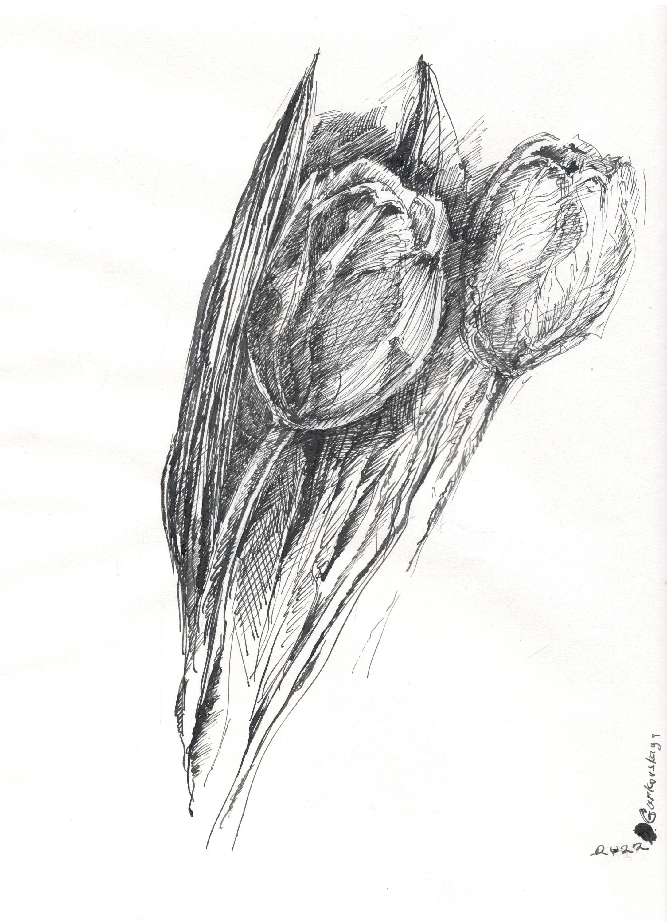 Tulips Pencil Drawing