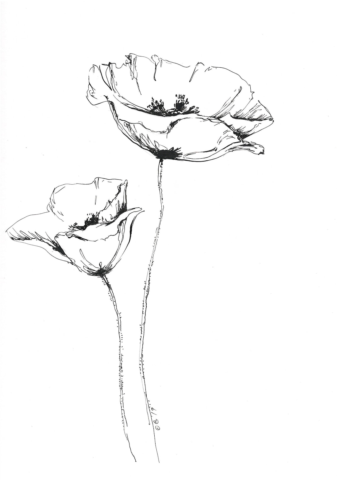 Poppy Art Print, Pen Sketch of Poppy, Poppy Pics, Minimalist Poppy ...