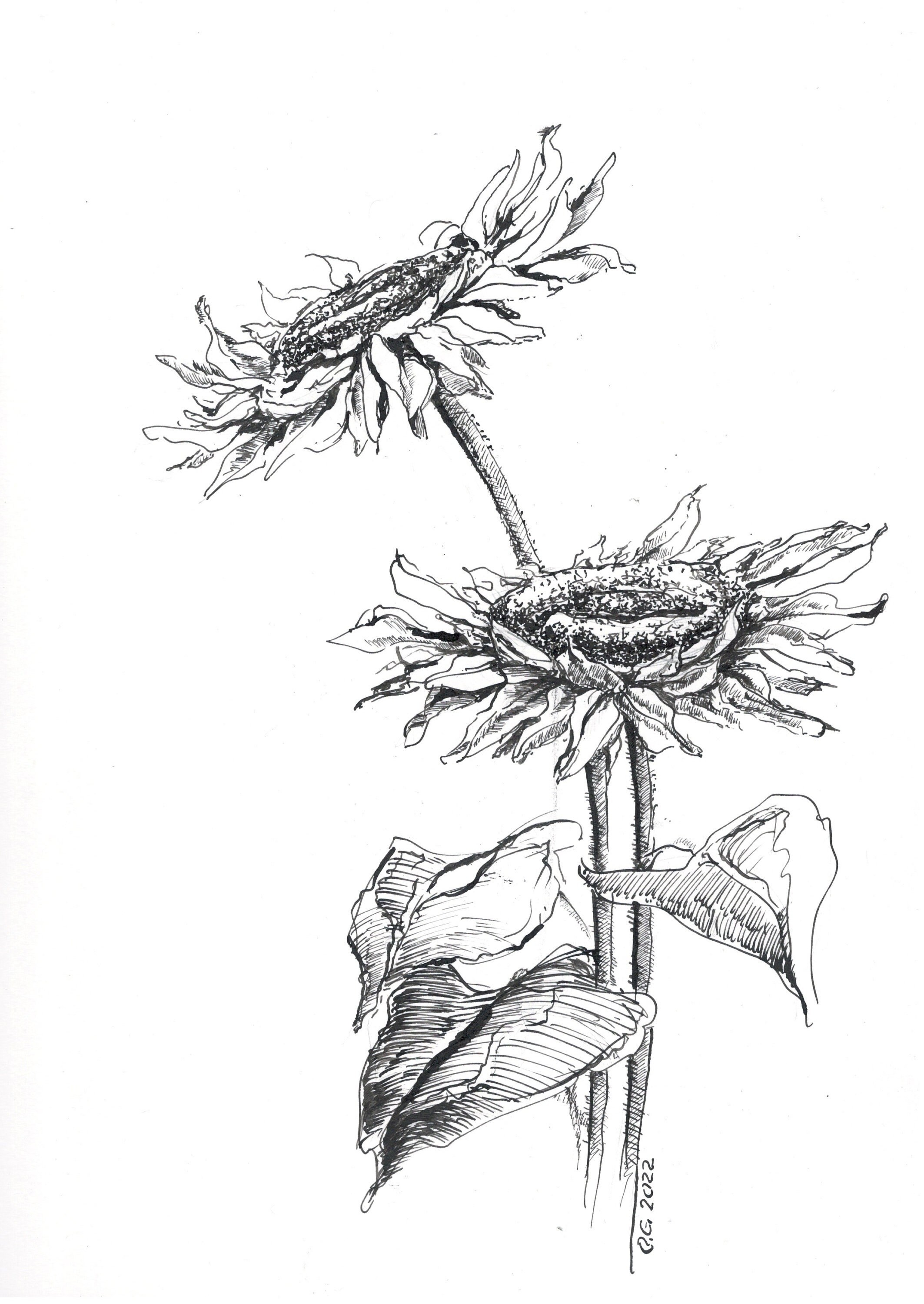 Sunflower Art Print, Sun Flower Print, Drawing Sunflower, Floral Art ...