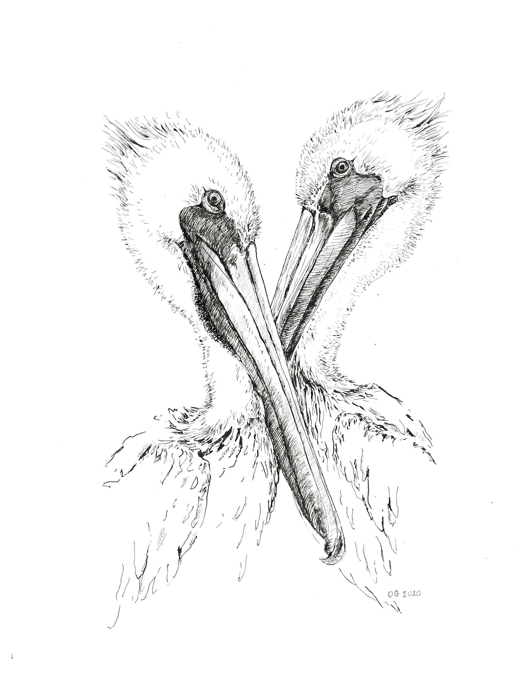 Pelican Drawing, Original Sketch, Pen and Ink Drawing, Living Room Art ...