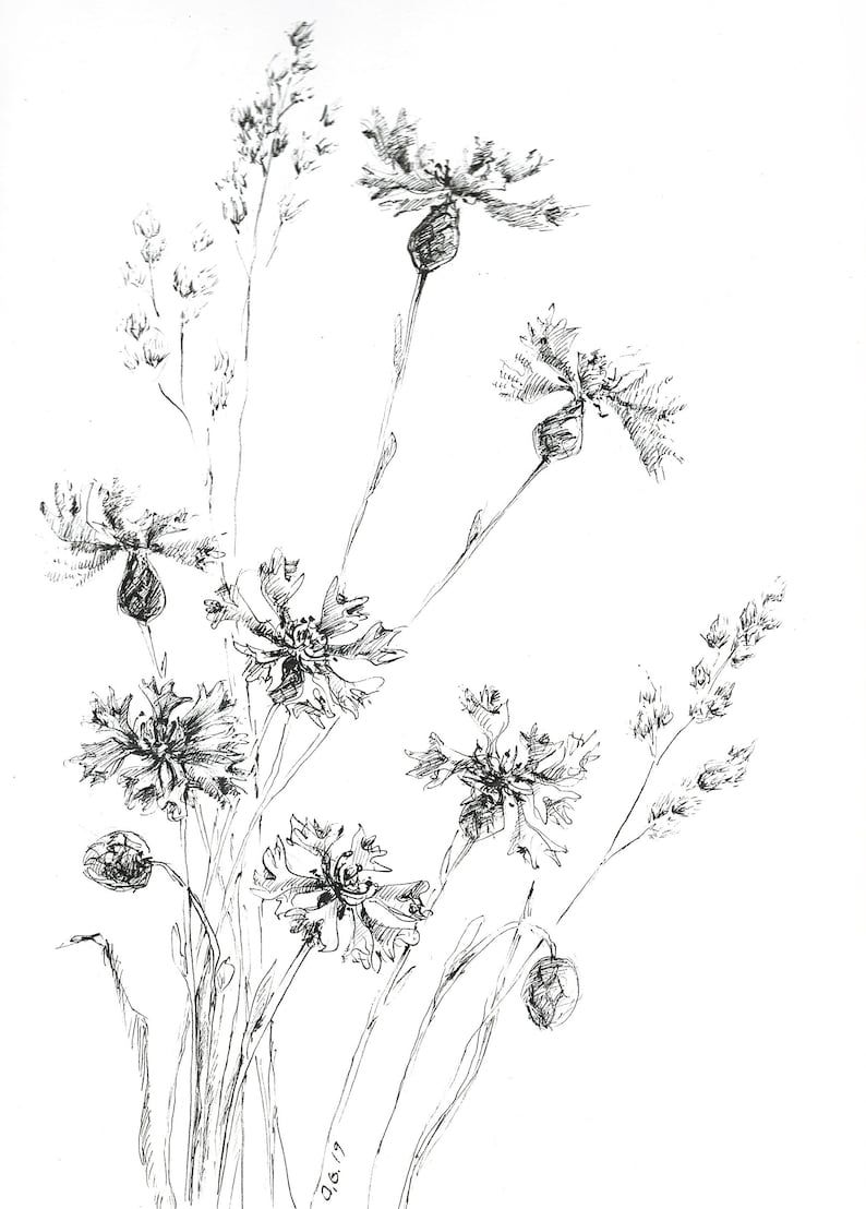 Drawing Cornflowers, Wildflowers Art, Cornflower Sketchart, Bachelor ...