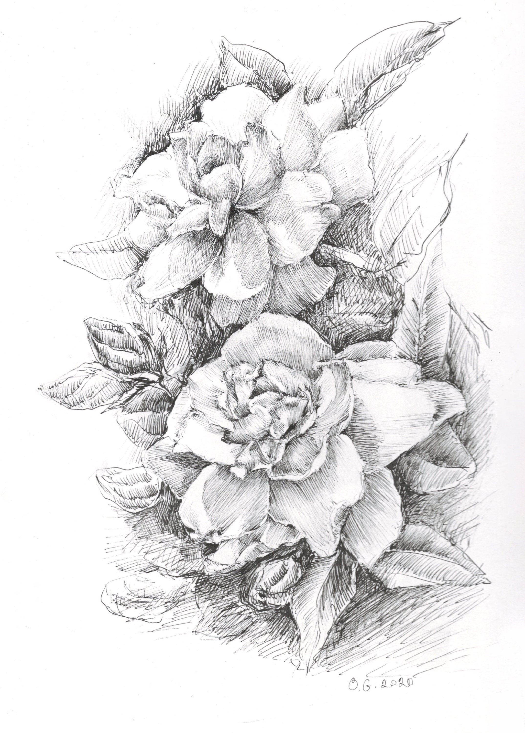 Gardenia Flower Art