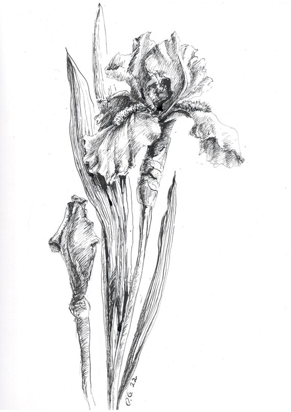 Art Print Drawings of Iris Ink Art Sketch Iris Flower | Etsy