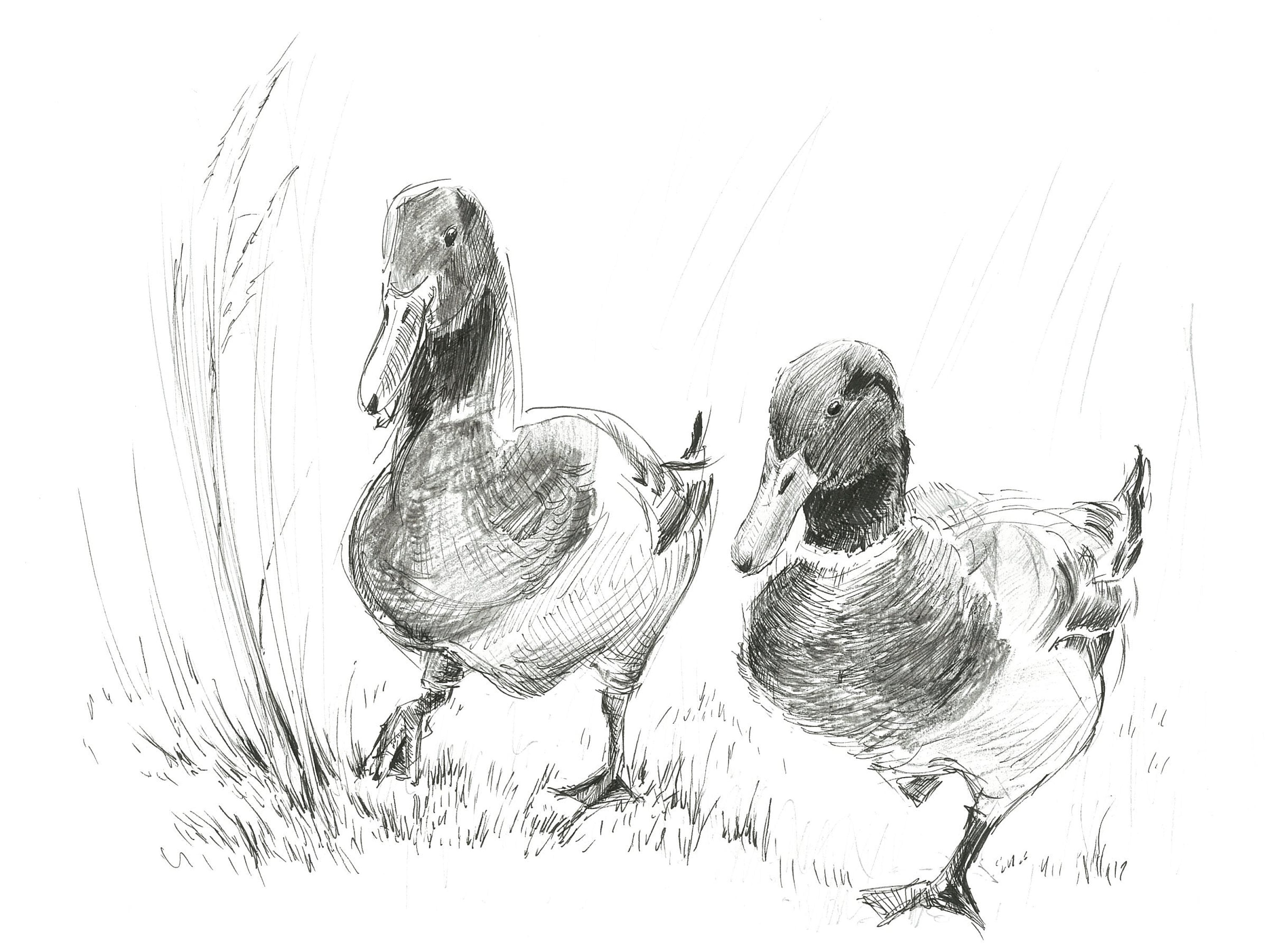 Ducks Art Print Drawings Ducks Water Bird Sketch Mallard Drawing Nature Artwork Duck Bird