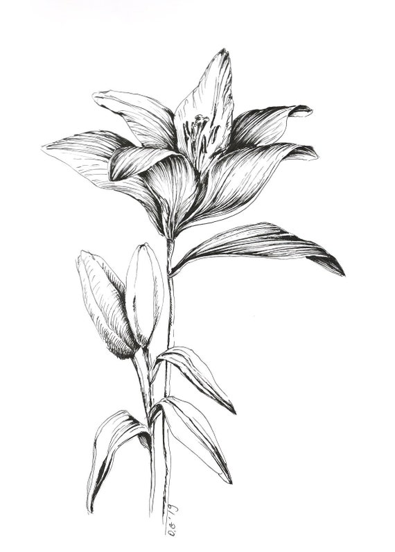 Lily Drawing Lily Illustration Lily Ink Sketch Lily Flower - Etsy