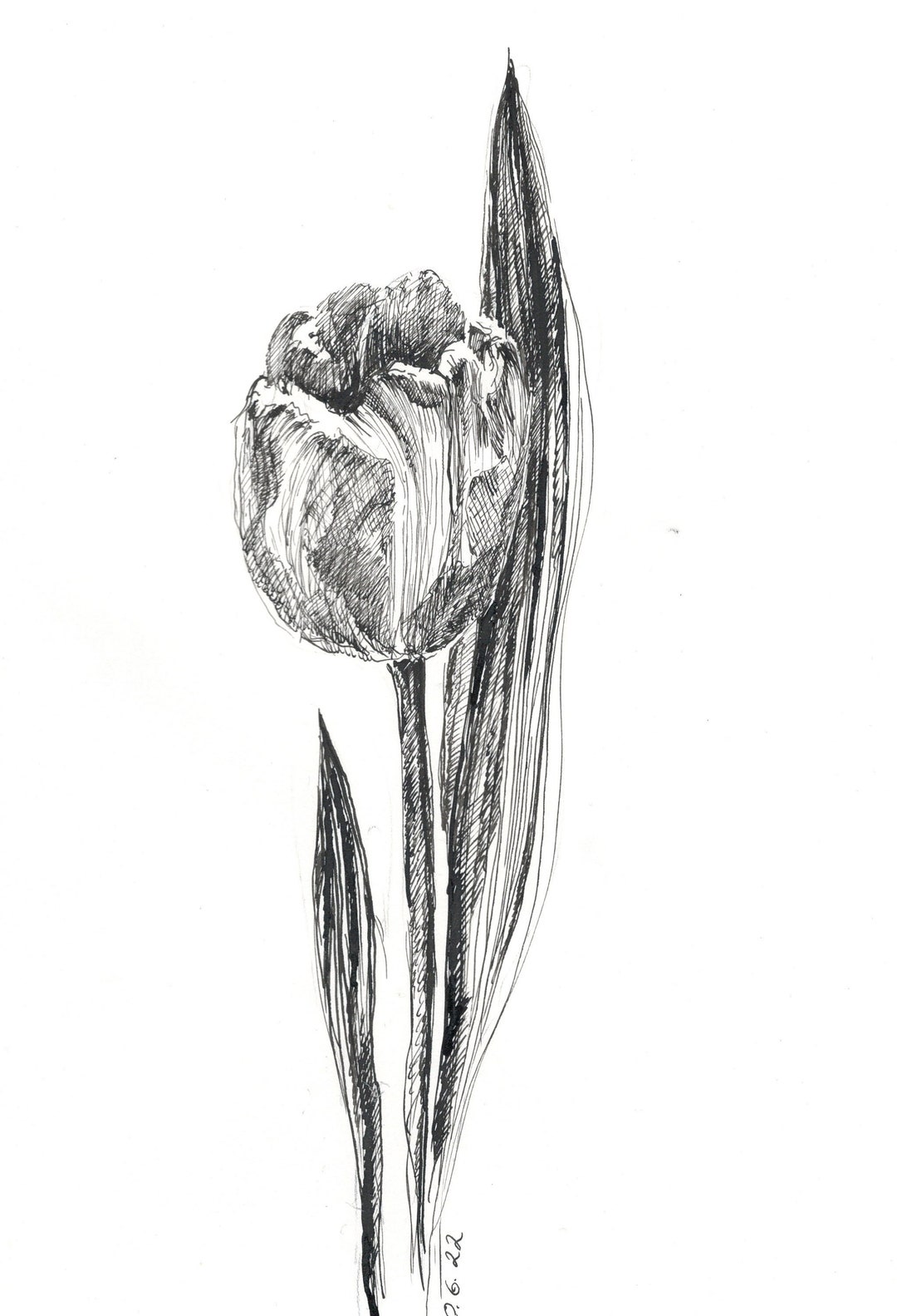 Tulip Pen Sketch Original Drawing Pen and Ink Tulip - Etsy
