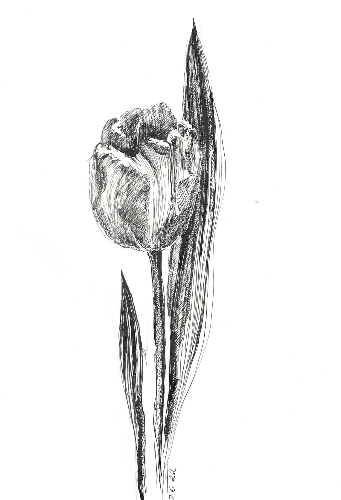Tulip Pen Sketch Original Drawing Pen and Ink Tulip - Etsy