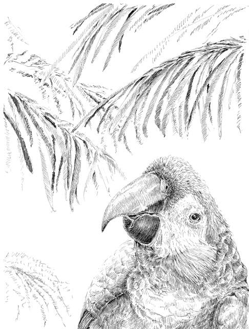 Pen and Ink Birds, Large Parrot Drawing, Black and White Art, Tropical ...