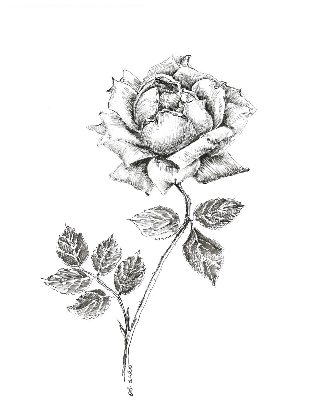 Dibujo de rosas en blanco y negro, flores de bocetos a pluma y tinta ... Dibujo de rosas en blanco y negro, flores de bocetos a pluma y tinta ...