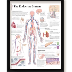 Endocrine Lymphatic Vascular Systems Educational Wall - Etsy