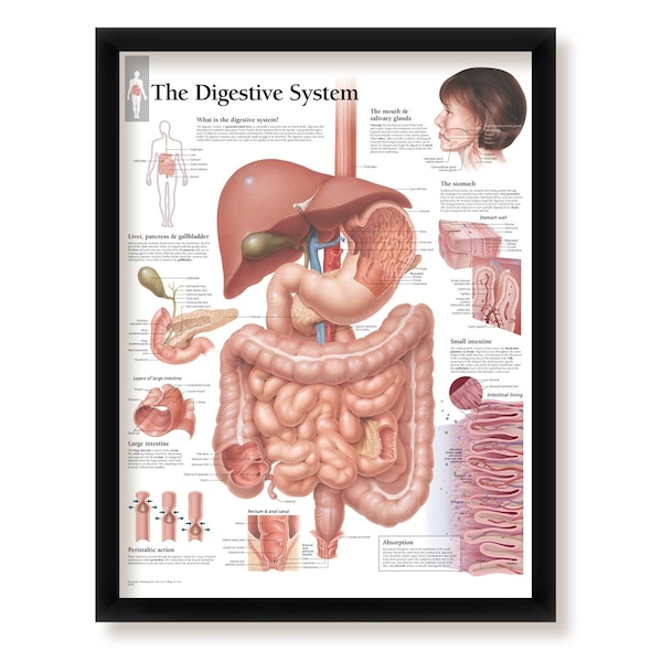 Digestive System Poster - Etsy