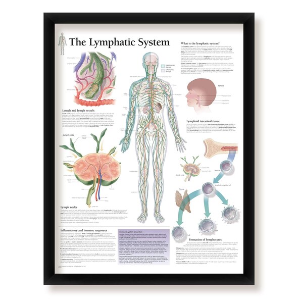 Lymphatic Drainage Poster - Etsy