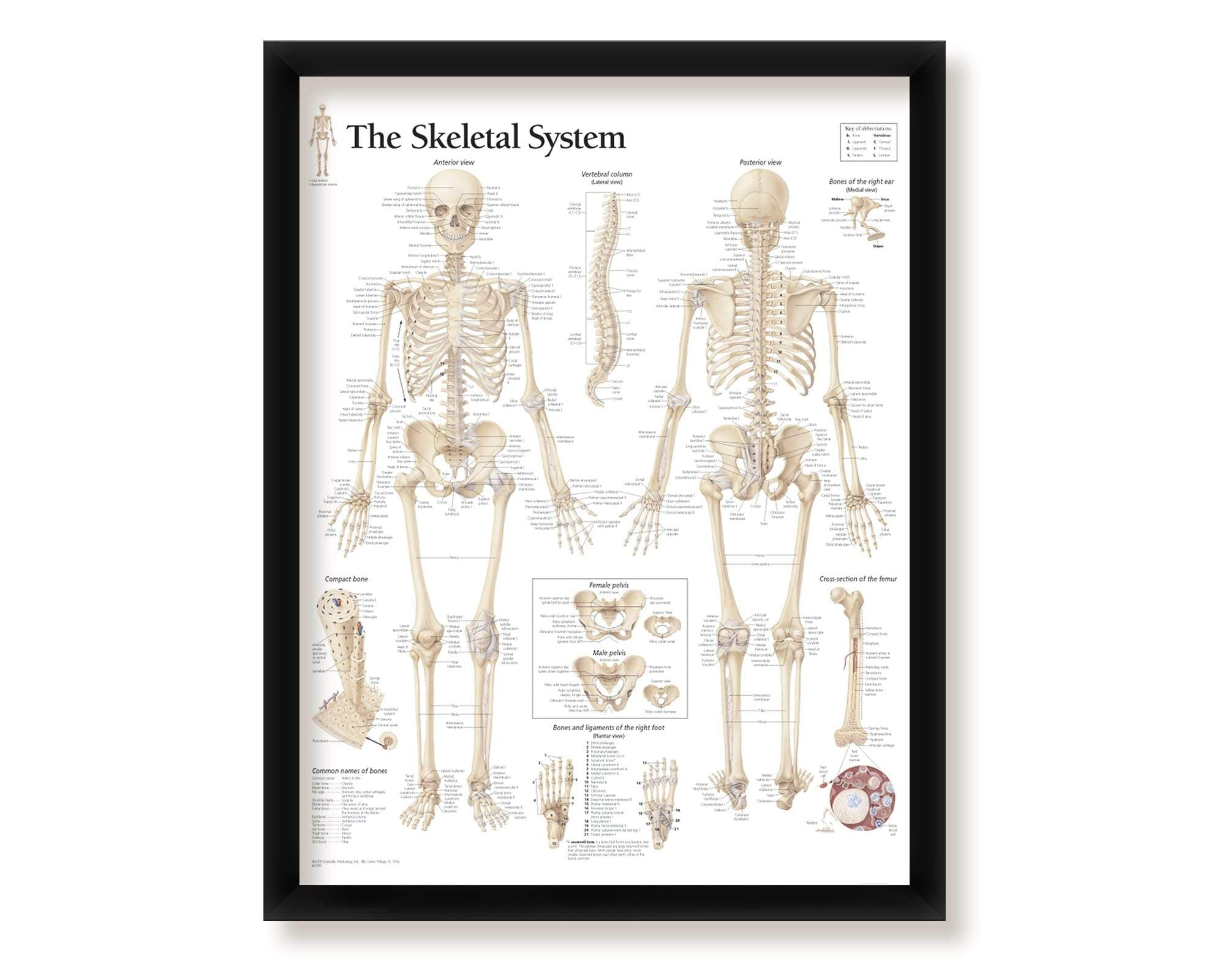 Skeletal System Chart