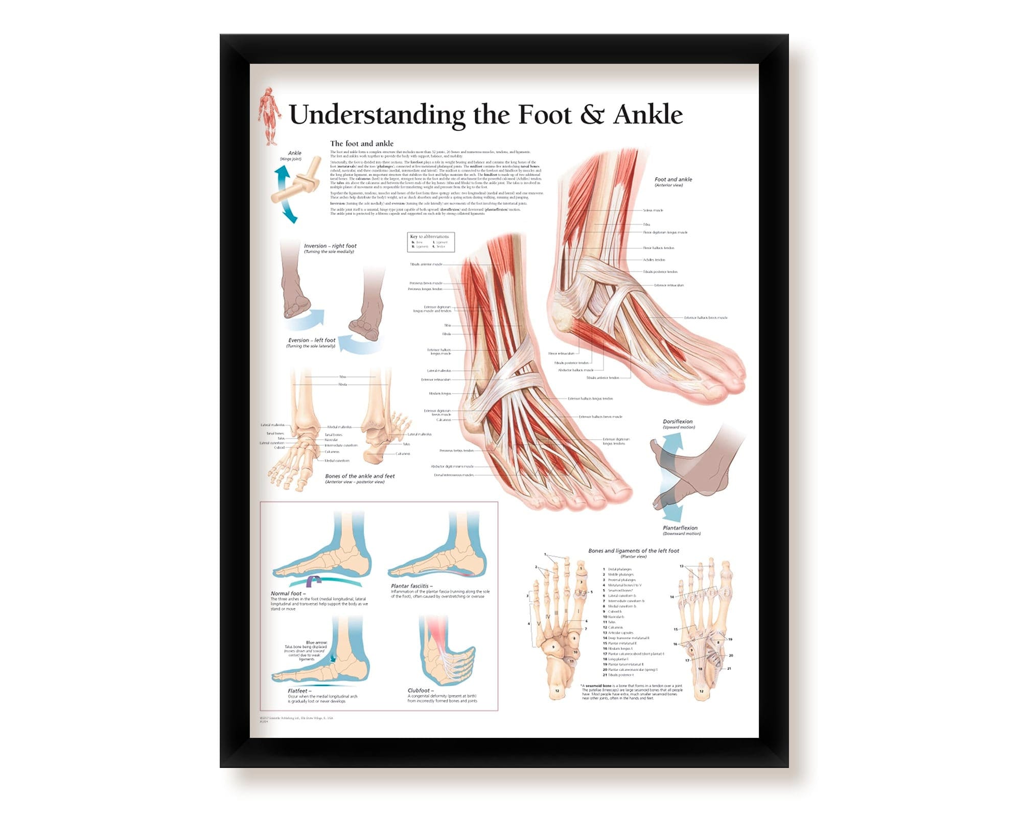Left Foot Anatomy