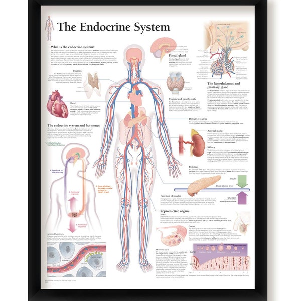 Endocrine System Chart - Etsy