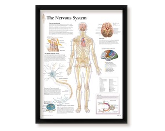 Nervous System Office Poster - Etsy
