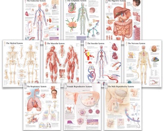 Medical Wall Charts - Etsy