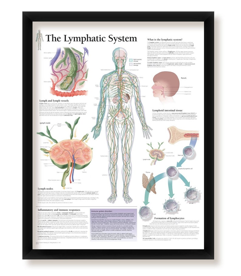 Endocrine Lymphatic Vascular Systems Educational Wall - Etsy