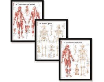 Muscular System Posters - Etsy