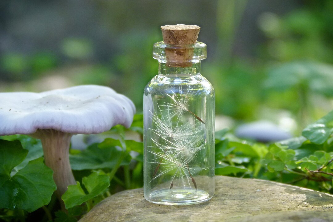 Fairy Wishes in Glass Vial, Dandelion Seeds, Fairy Garden Accessory ...
