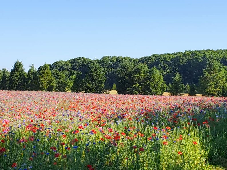 Take My Hand, Limited Edition Print, Poppies, Fennville, Michigan ...