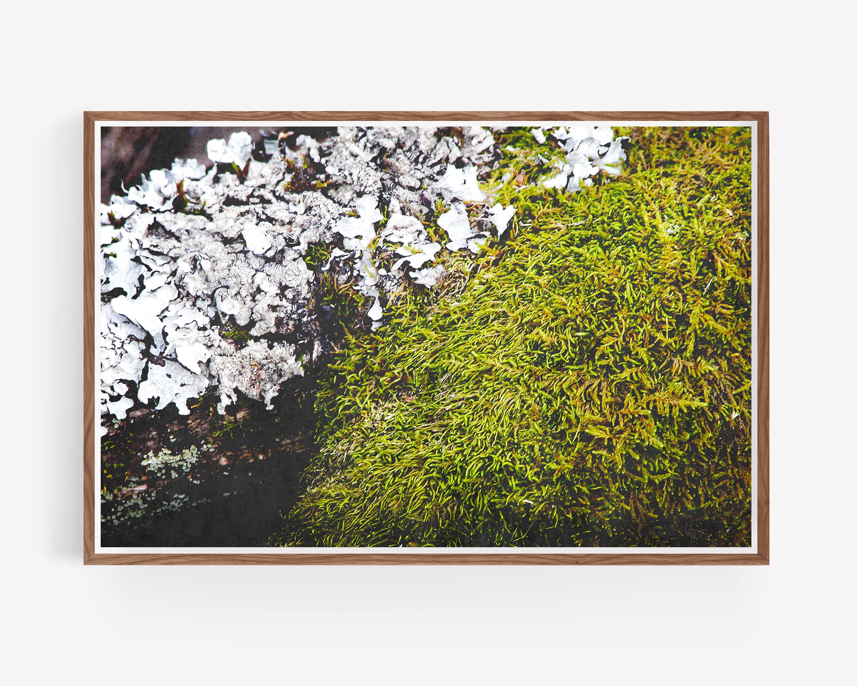 Printable Moss Wall Art Instant Download Print Nature - Etsy UK