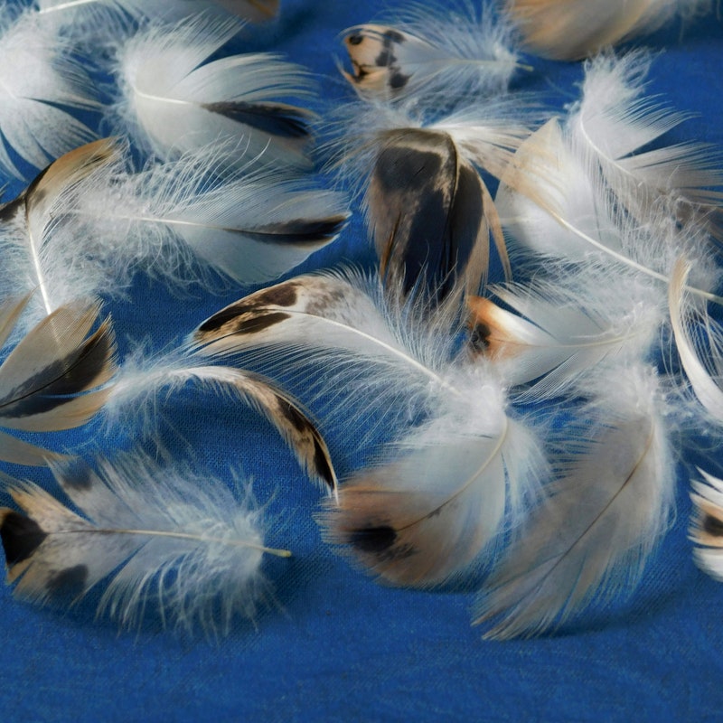 Craft Feathers - Etsy