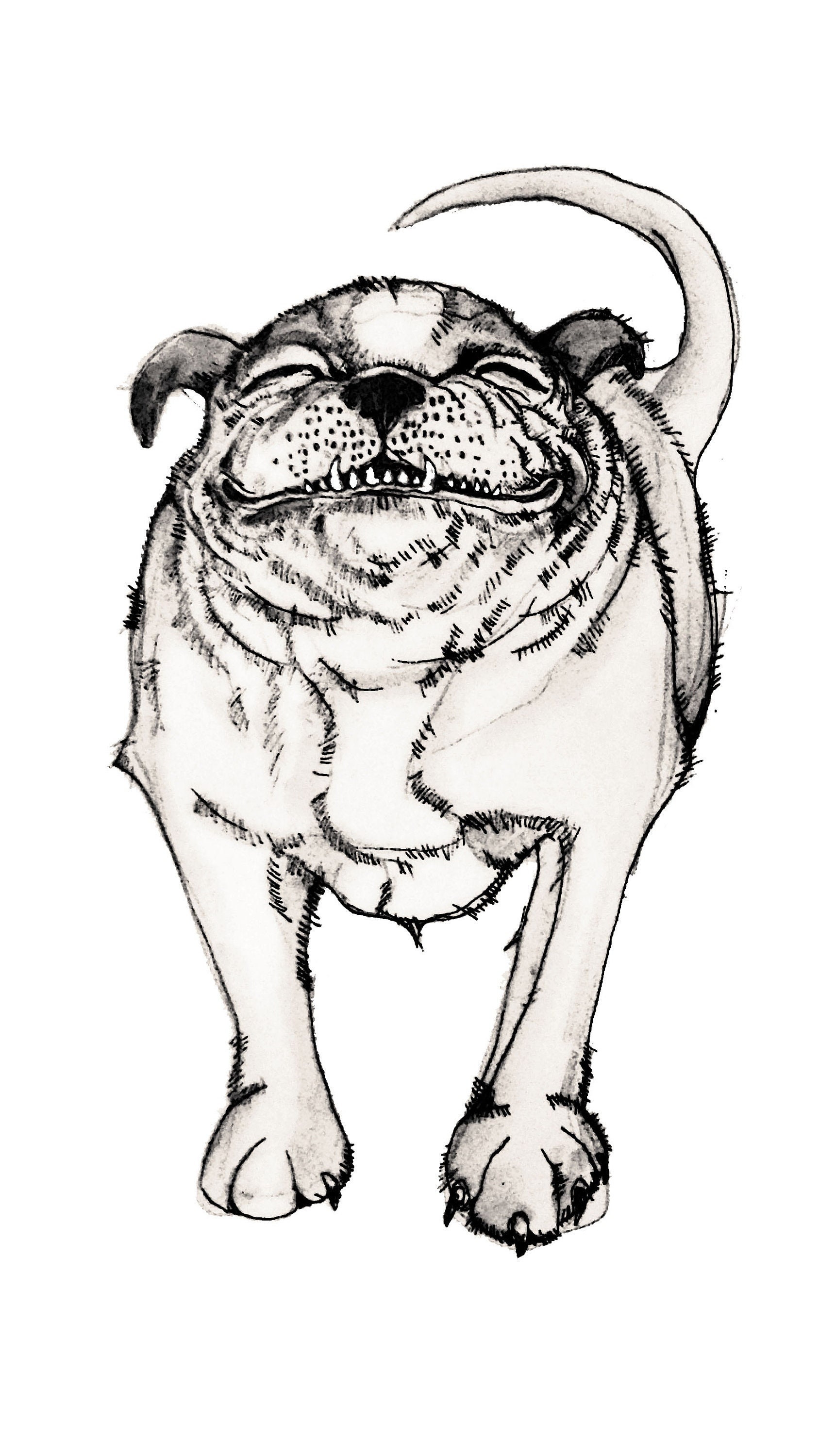 Pen and Ink Dog Laughing Dog Dog Art Staffy Art Animal - Etsy