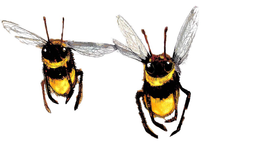 Bee Art, Bee Illustration. Pen and Ink Bees, Animal Art, Insect Art ...