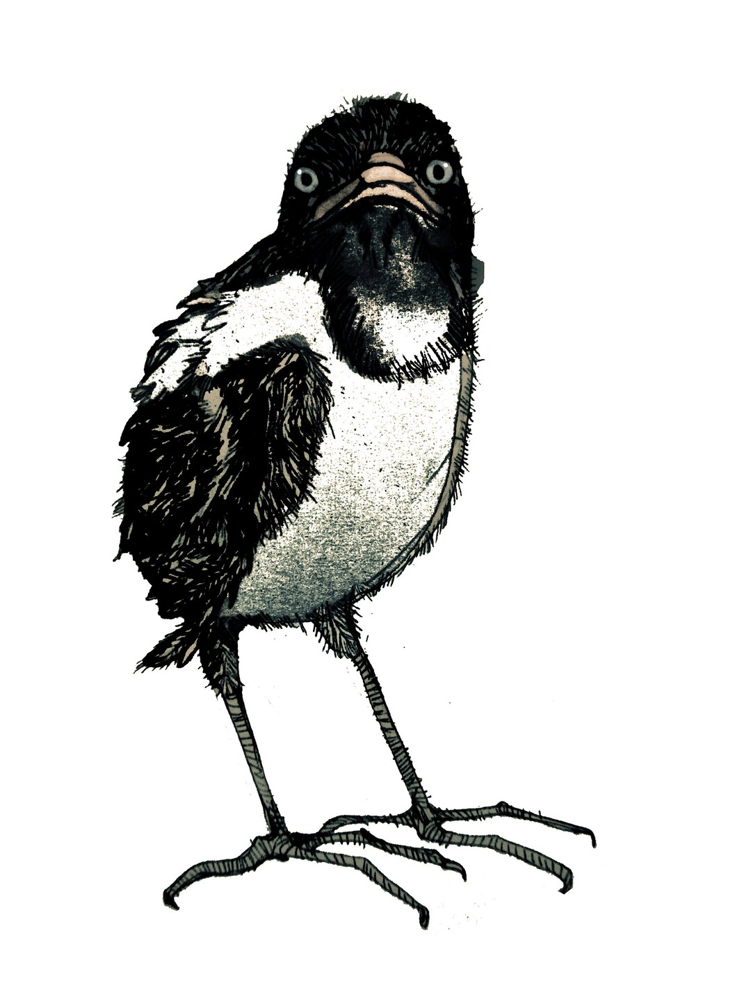 Original Art Magpie, Pen and Ink Bird, Baby Magpie Art, Magpie ...